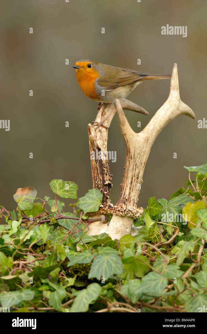 Robin bird songbird hi-res stock photography and images - Alamy