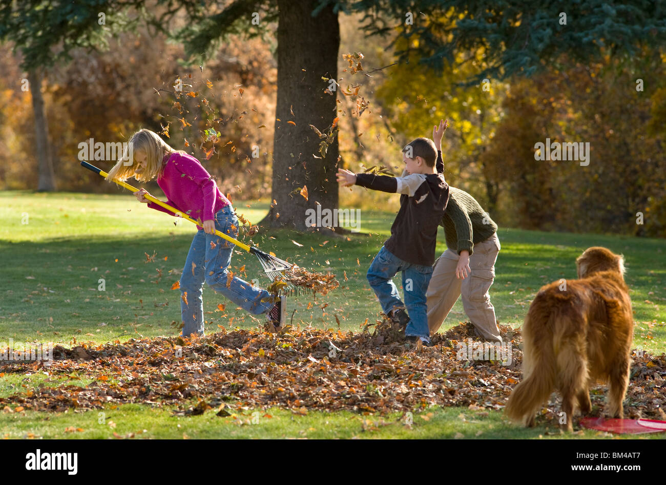 Children raking and playing in Autumn leaves Stock Photo - Alamy