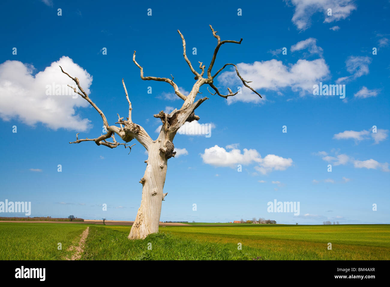 Lone dead tree Stock Photo - Alamy