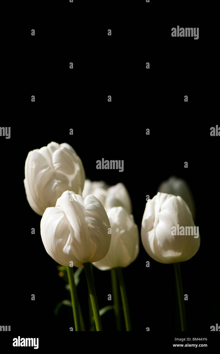 Maureen flowers hi-res stock photography and images - Alamy