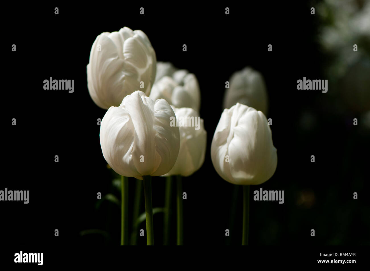 Maureen flowers hi-res stock photography and images - Alamy