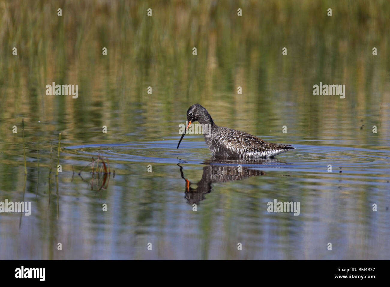 Spotted Redshank Spotted Tringa erythropus Stock Photo - Alamy