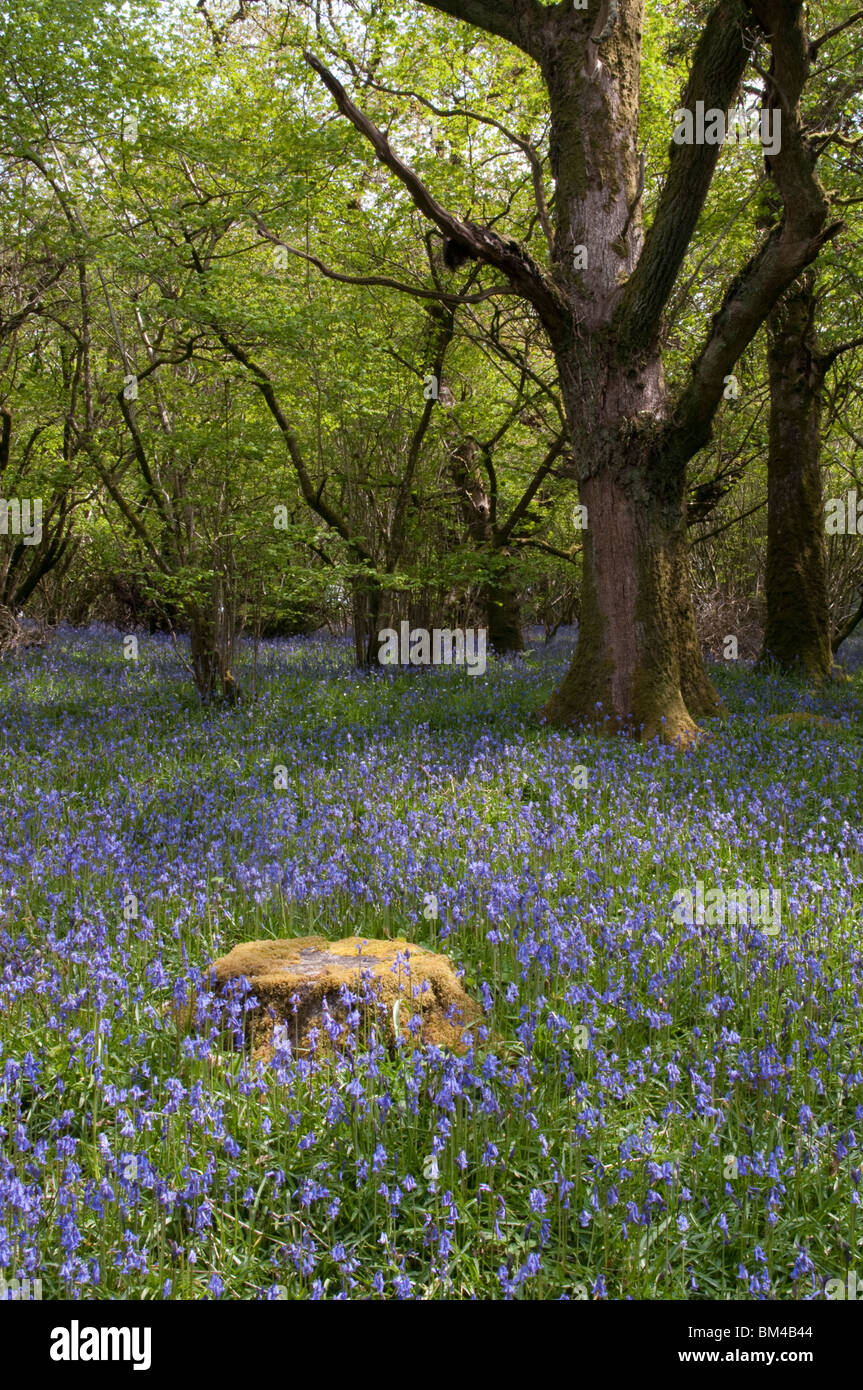 Bluebell wood in devon hi-res stock photography and images - Alamy