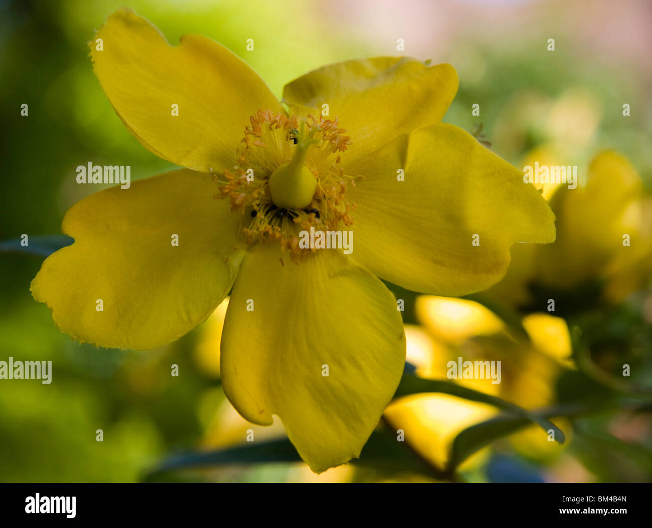 Hypericum bush hi-res stock photography and images - Alamy