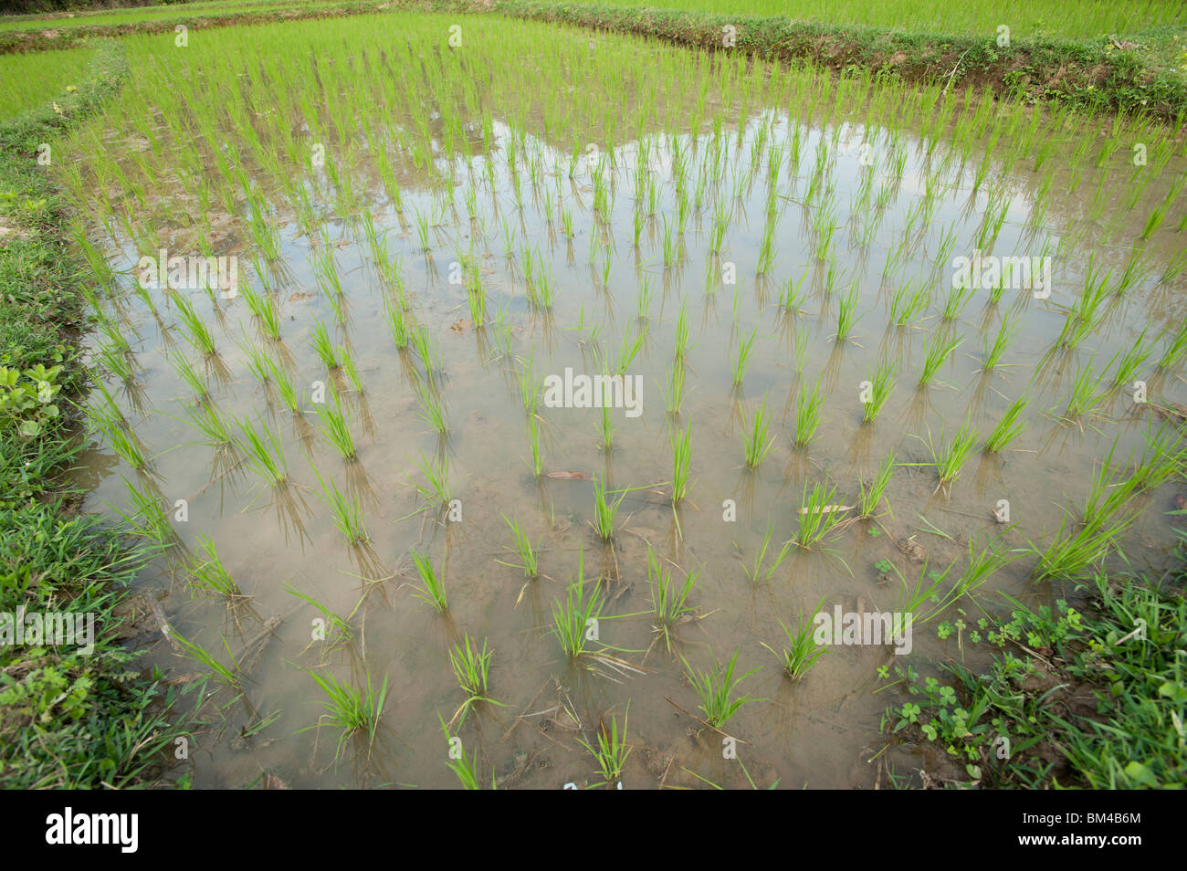 Young green rice shoots in paddy field hi-res stock photography and ...