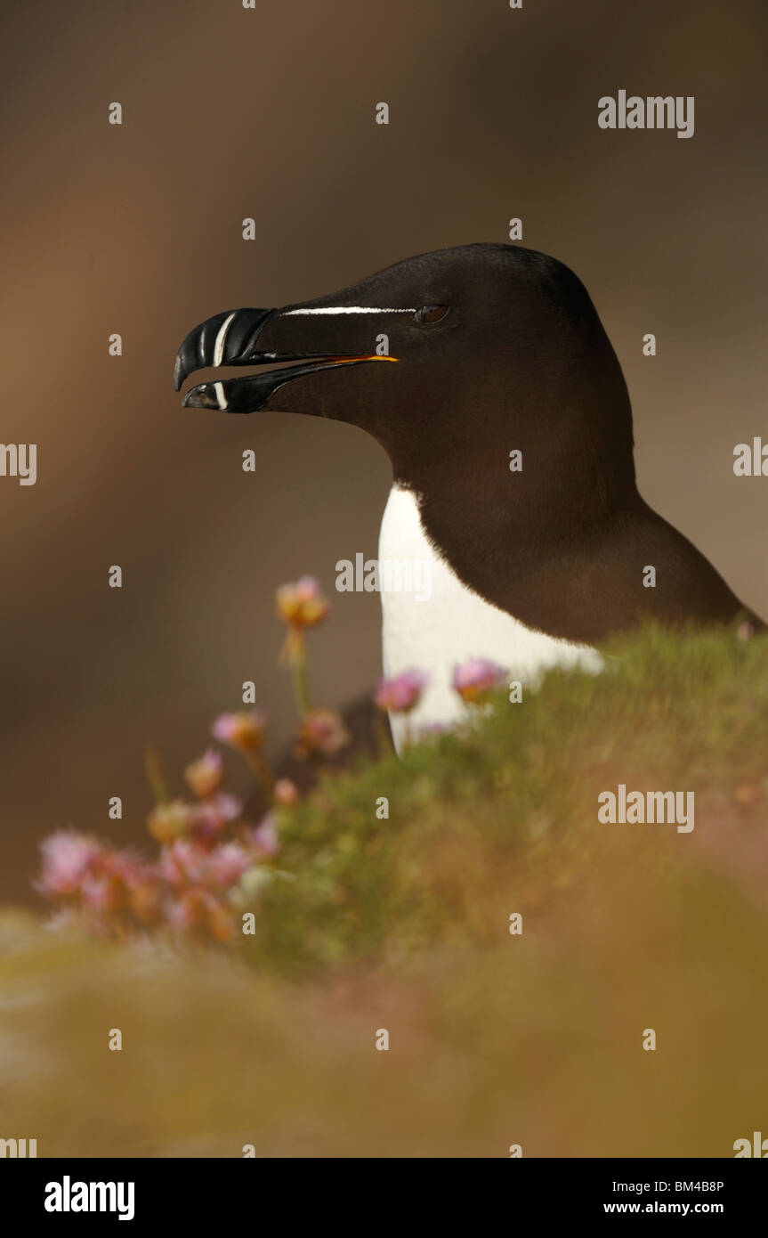 Alcidae Bird High Resolution Stock Photography and Images - Alamy