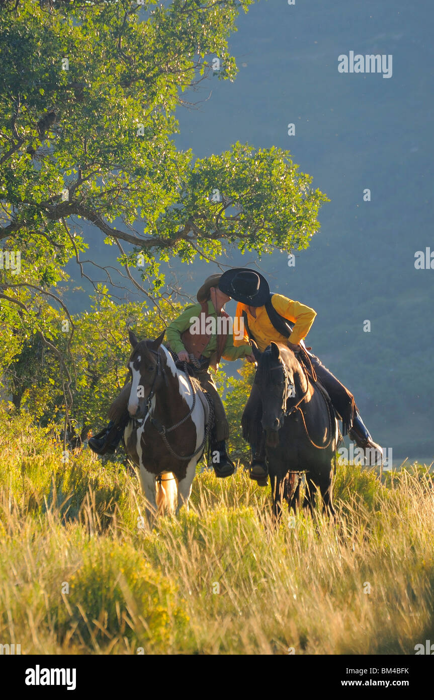 Horses are kissing animals hi-res stock photography and images - Alamy