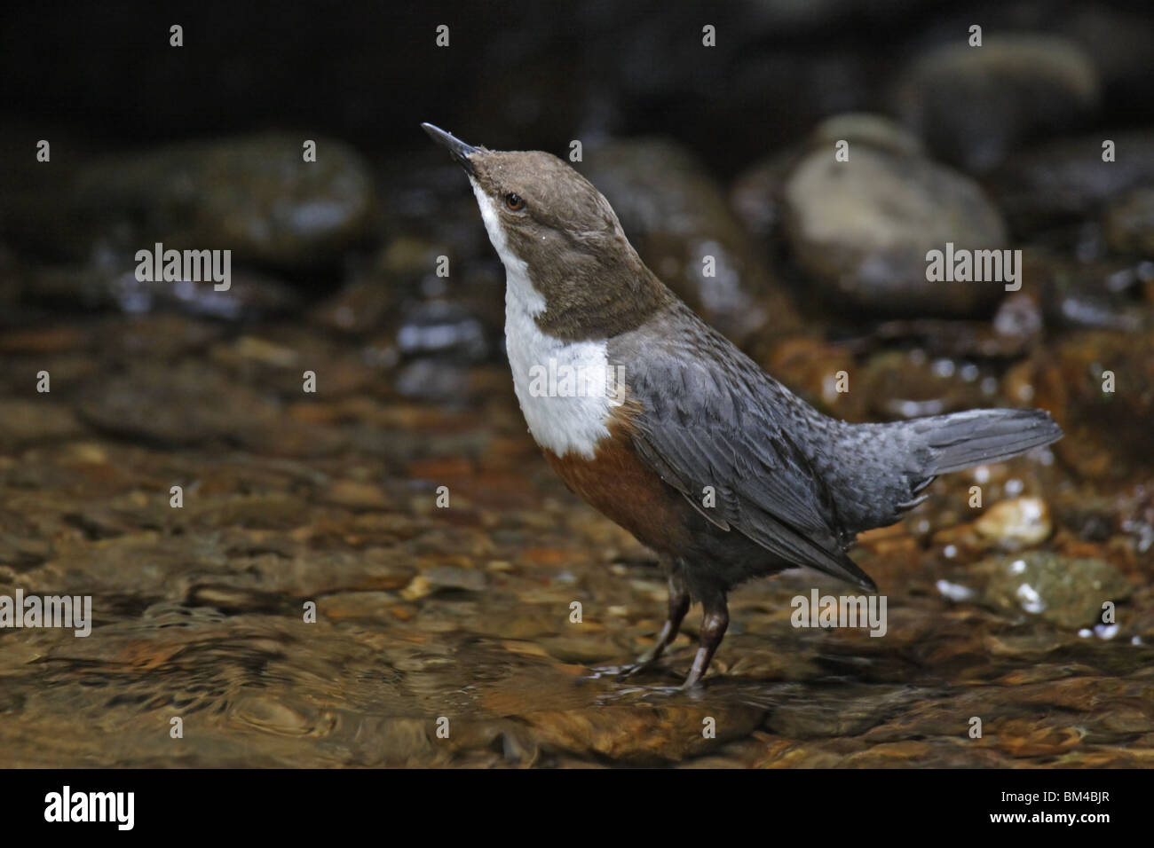 Wasseramsel, Cinclus, European, White, throated, Dipper Stock Photo - Alamy