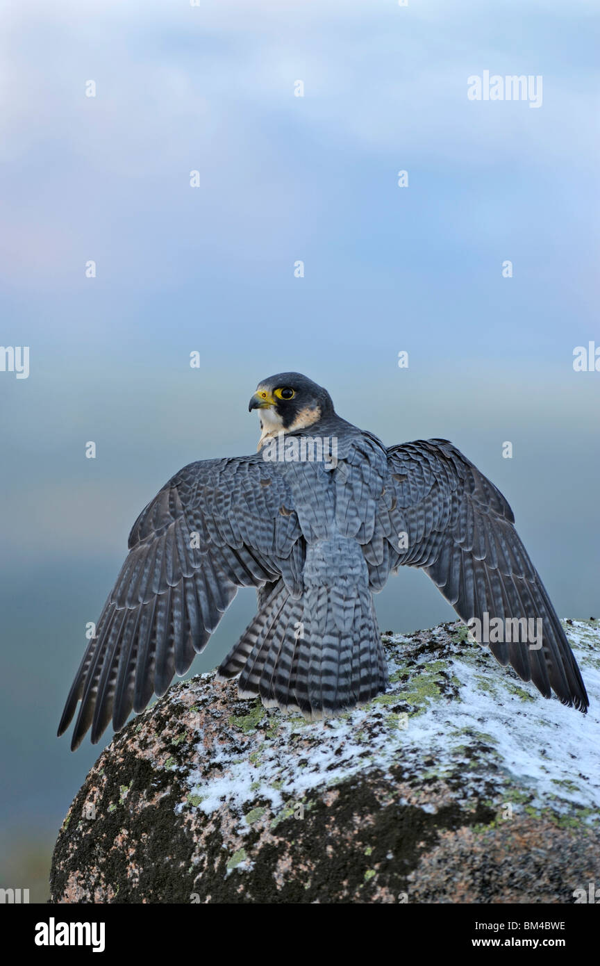 Peregrine falcon wings open hi-res stock photography and images - Alamy