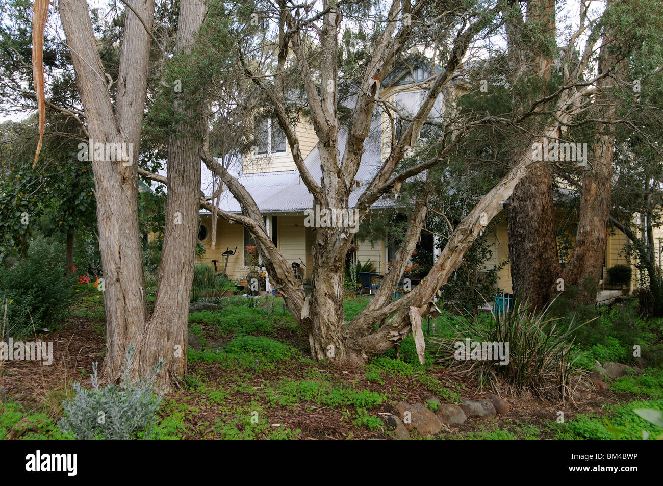housing, Blackburn, Melbourne Australia Stock Photo - Alamy