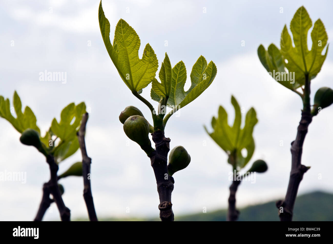 Family moraceae hi-res stock photography and images - Alamy