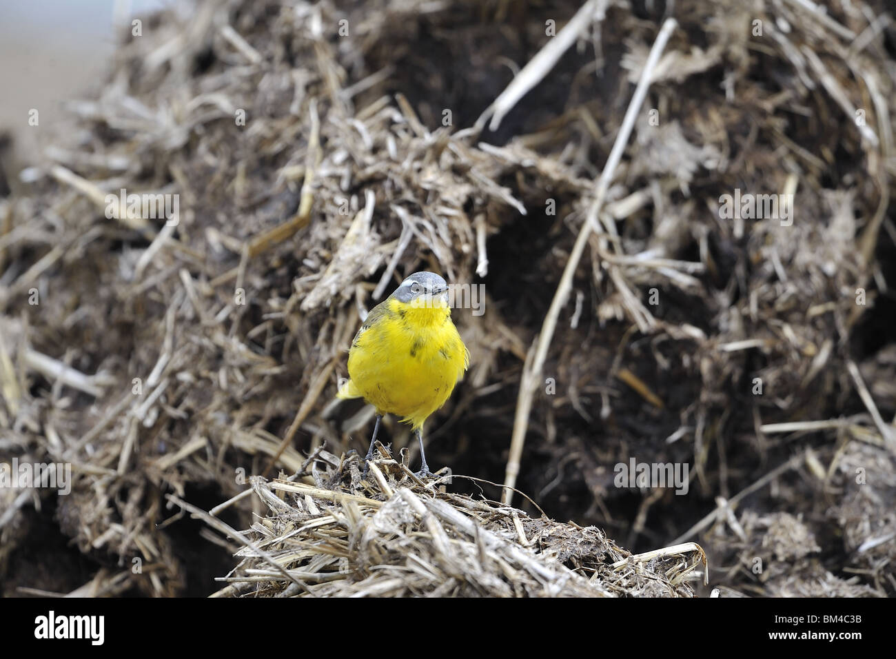 Blue headed yellow wagtail hi-res stock photography and images - Alamy