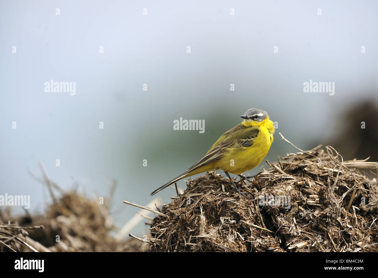 Blue-headed yellow wagtail (Motacilla flava) hunting on manure heap ...