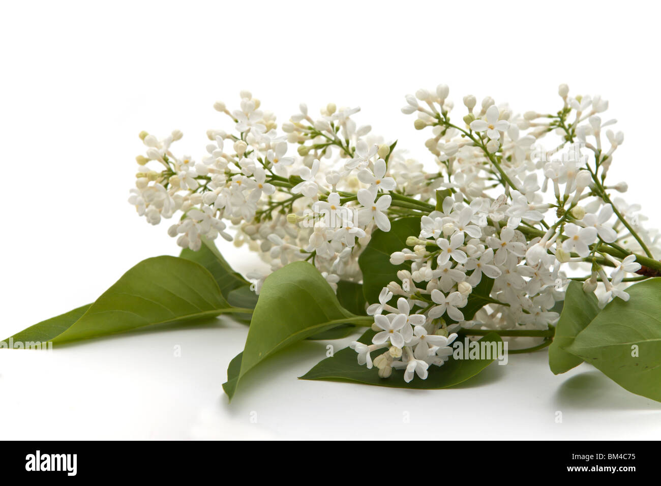 branch of lilac Stock Photo - Alamy