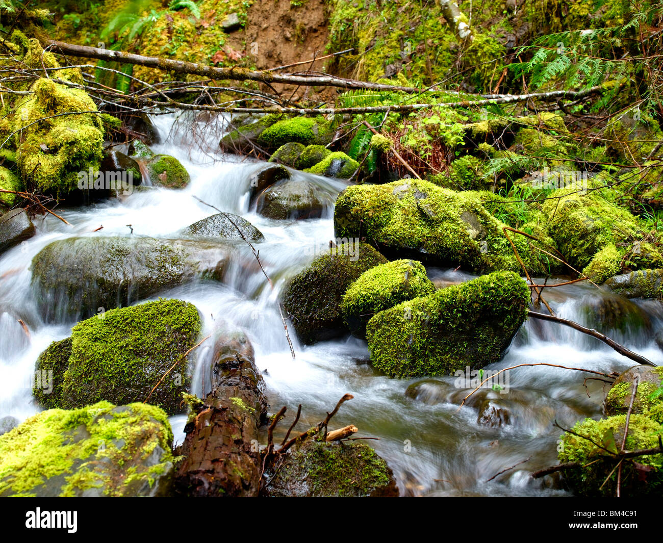 Forest Stream, Oregon Stock Photo - Alamy
