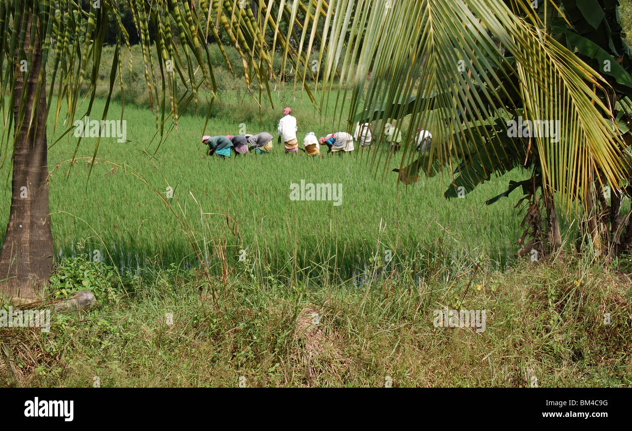 women agriculture workers in paddy fields,kerala,india,asia Stock Photo ...