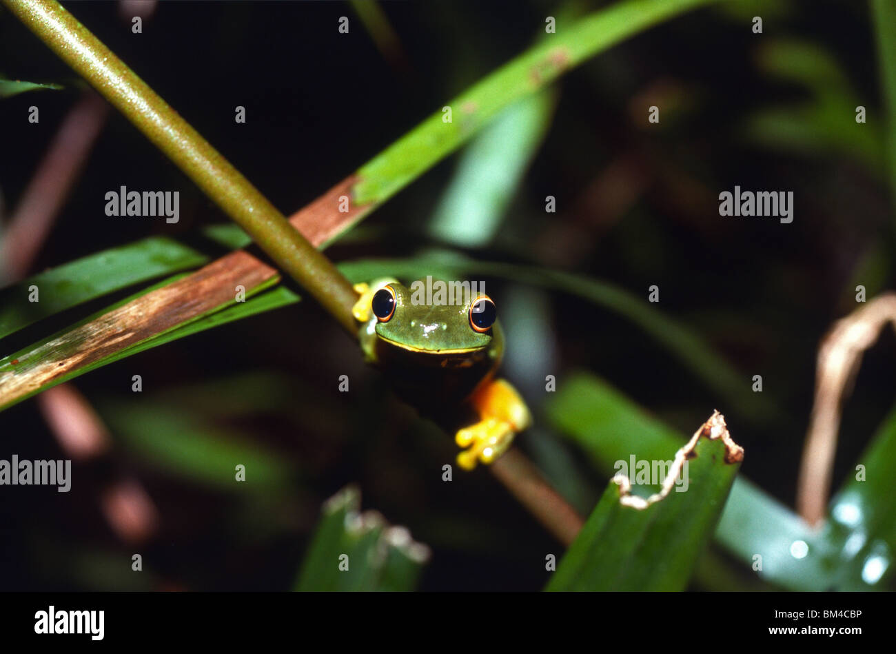 Orange-thighed frog (Litoria xanthomera), Mossman Gorge, north ...