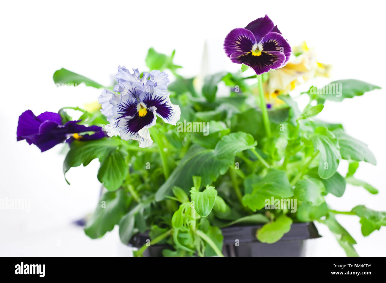 Pansys Stock Photos & Pansys Stock Images - Alamy