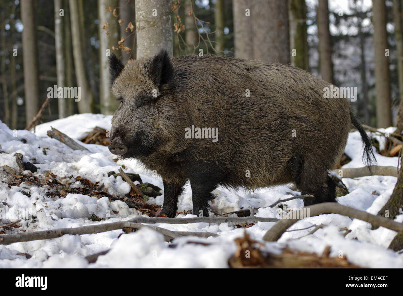 Wildschwein, sus, scrofa, wild, boar Stock Photo - Alamy