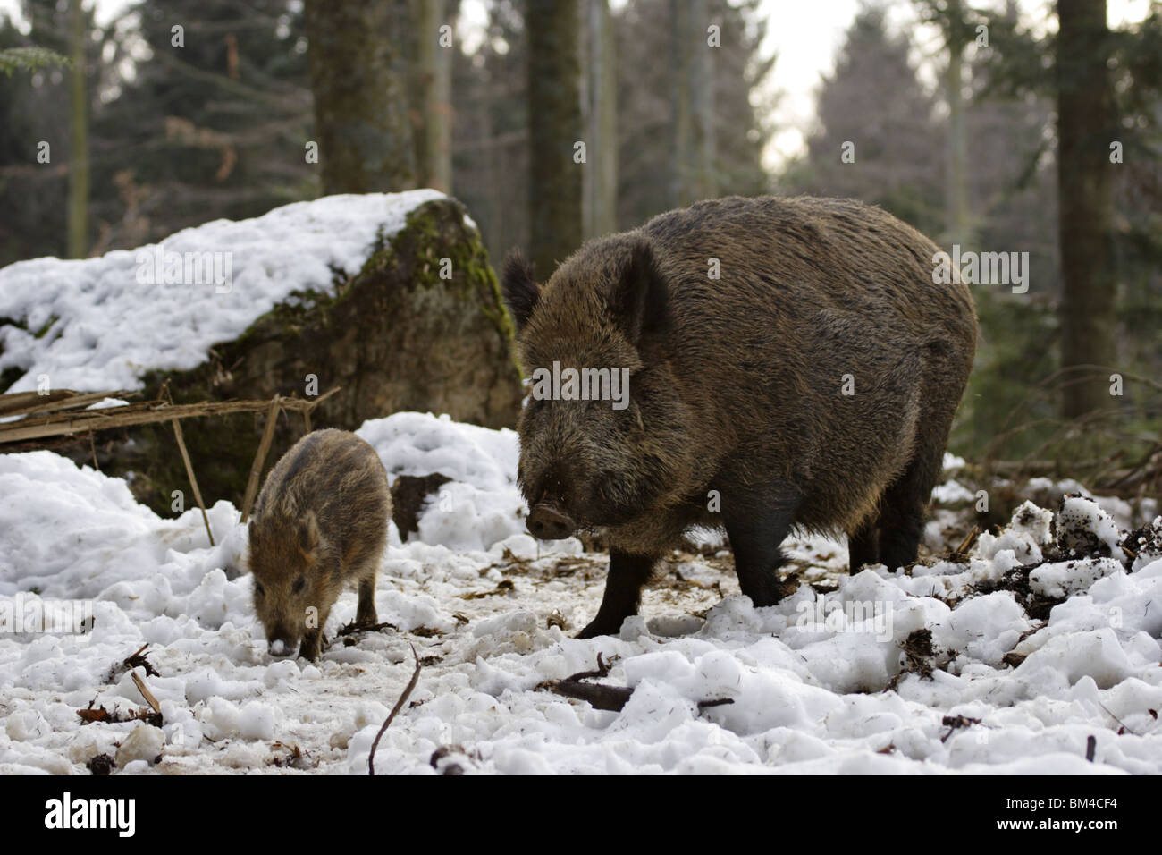 Wildschwein, sus, scrofa, wild, boar Stock Photo - Alamy