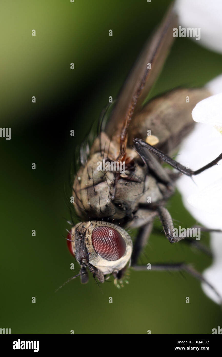 Insects fauna hi-res stock photography and images - Alamy