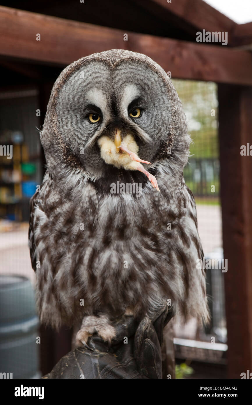 Owl Eating A Bug