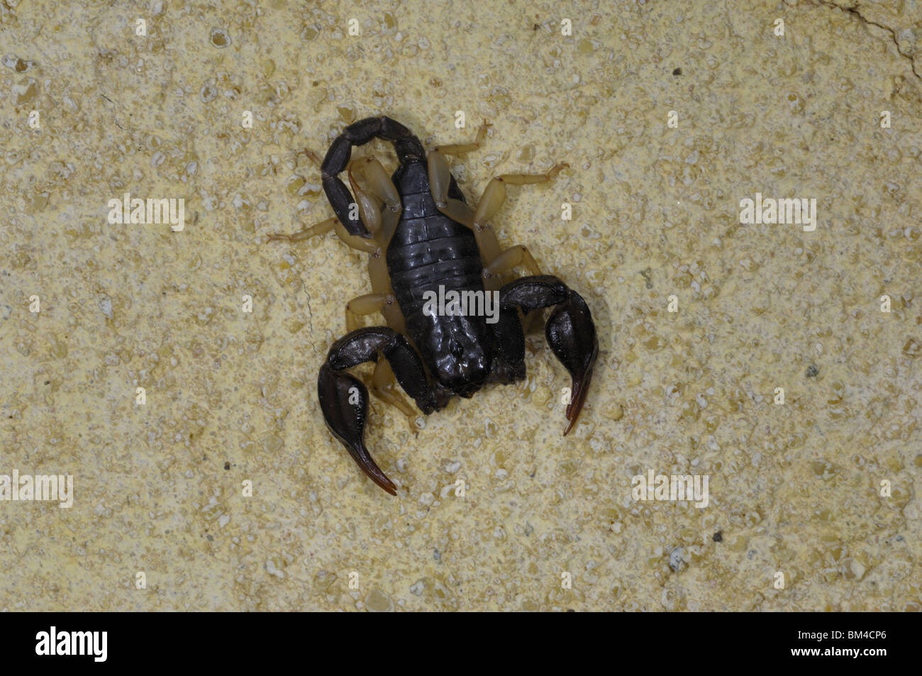 European yellow tailed scorpion (Euscorpius flavicaudis) standing on a ...