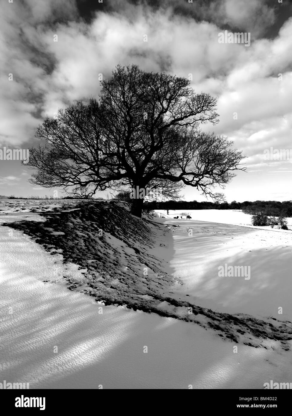 50 great british trees hi-res stock photography and images - Alamy