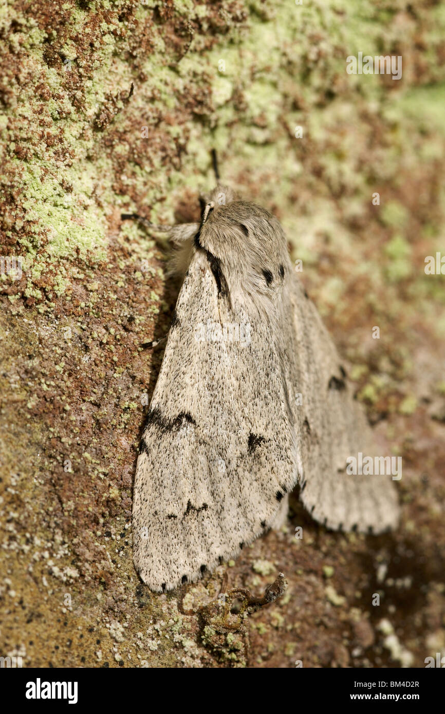 The Miller (Acronicta leporina grisea) moth Stock Photo - Alamy