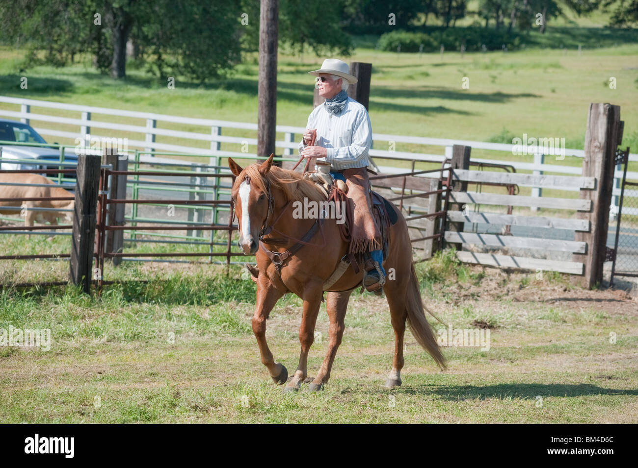 Cowboy riding his horse Stock Photo - Alamy