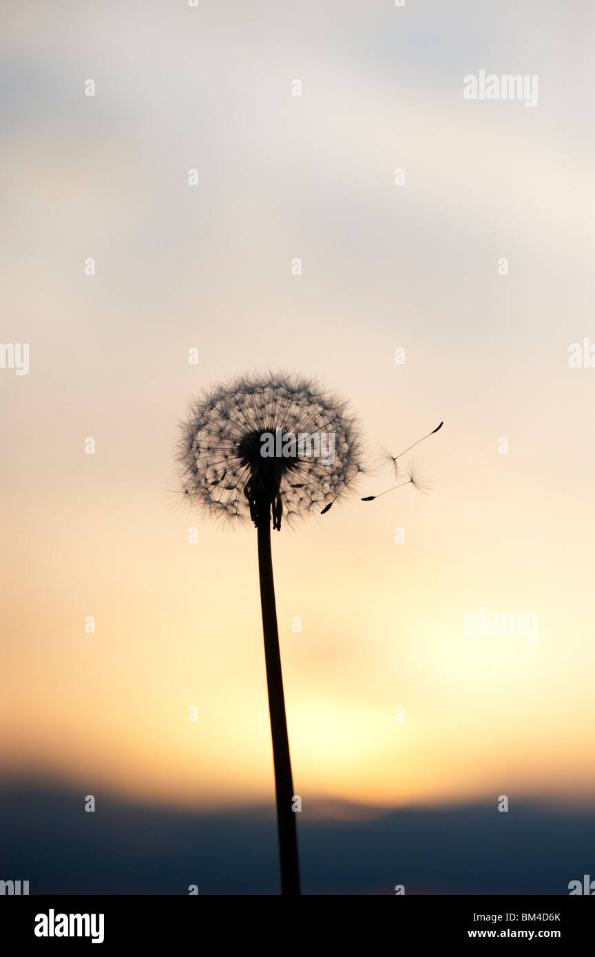 Wind dispersal of seeds hi-res stock photography and images - Alamy