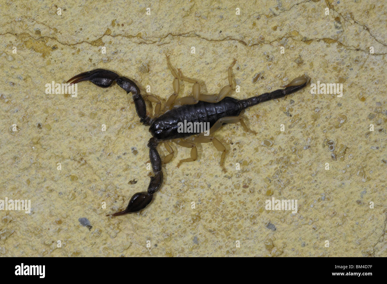 European yellow tailed scorpion hi-res stock photography and images - Alamy