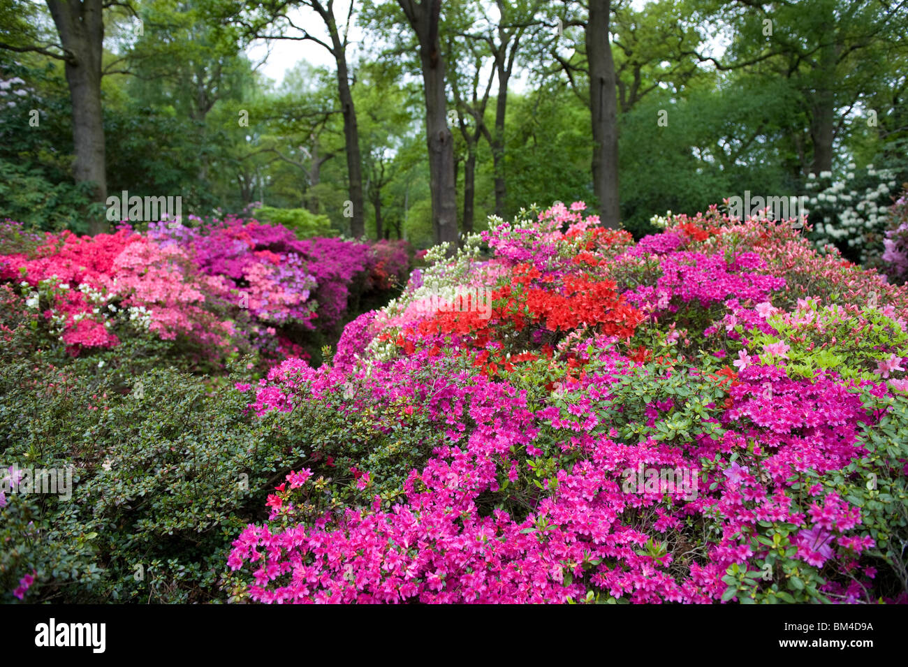 Azaleas in bloom in the Isabella plantation in Richmond Park, London ...