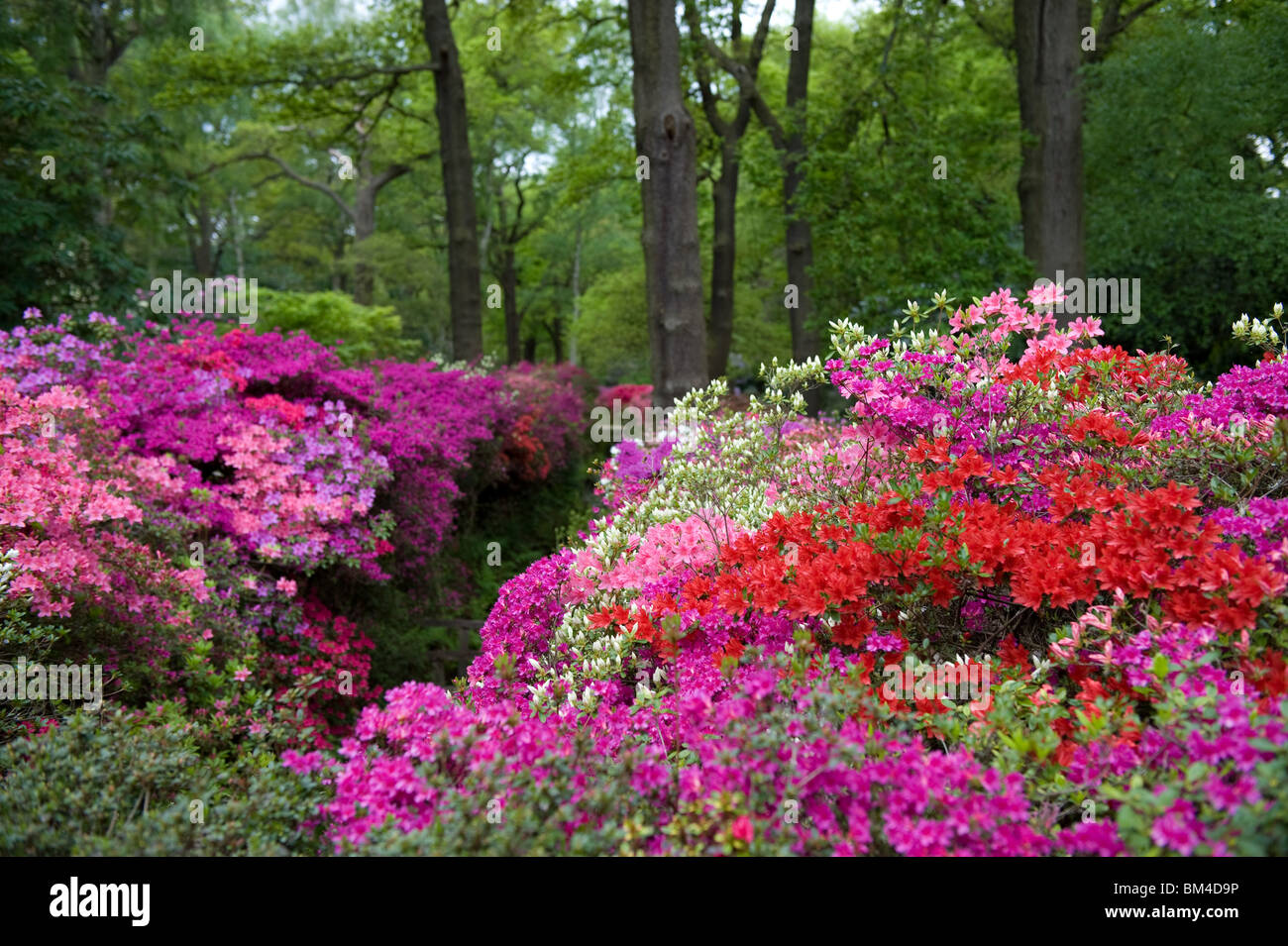 Azaleas in bloom in the Isabella plantation in Richmond Park, London ...