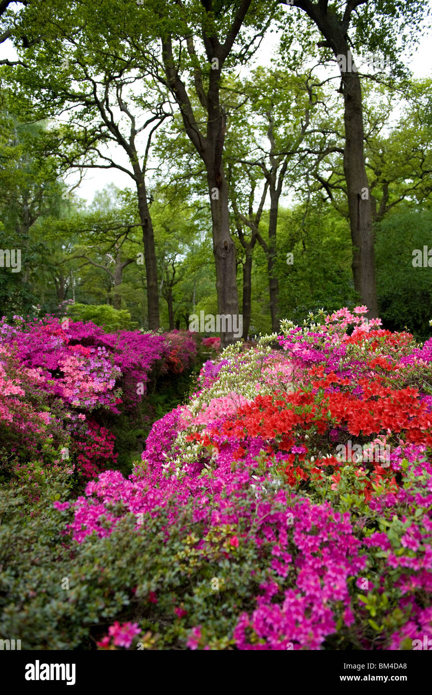 Azaleas in bloom in the Isabella plantation in Richmond Park, London ...
