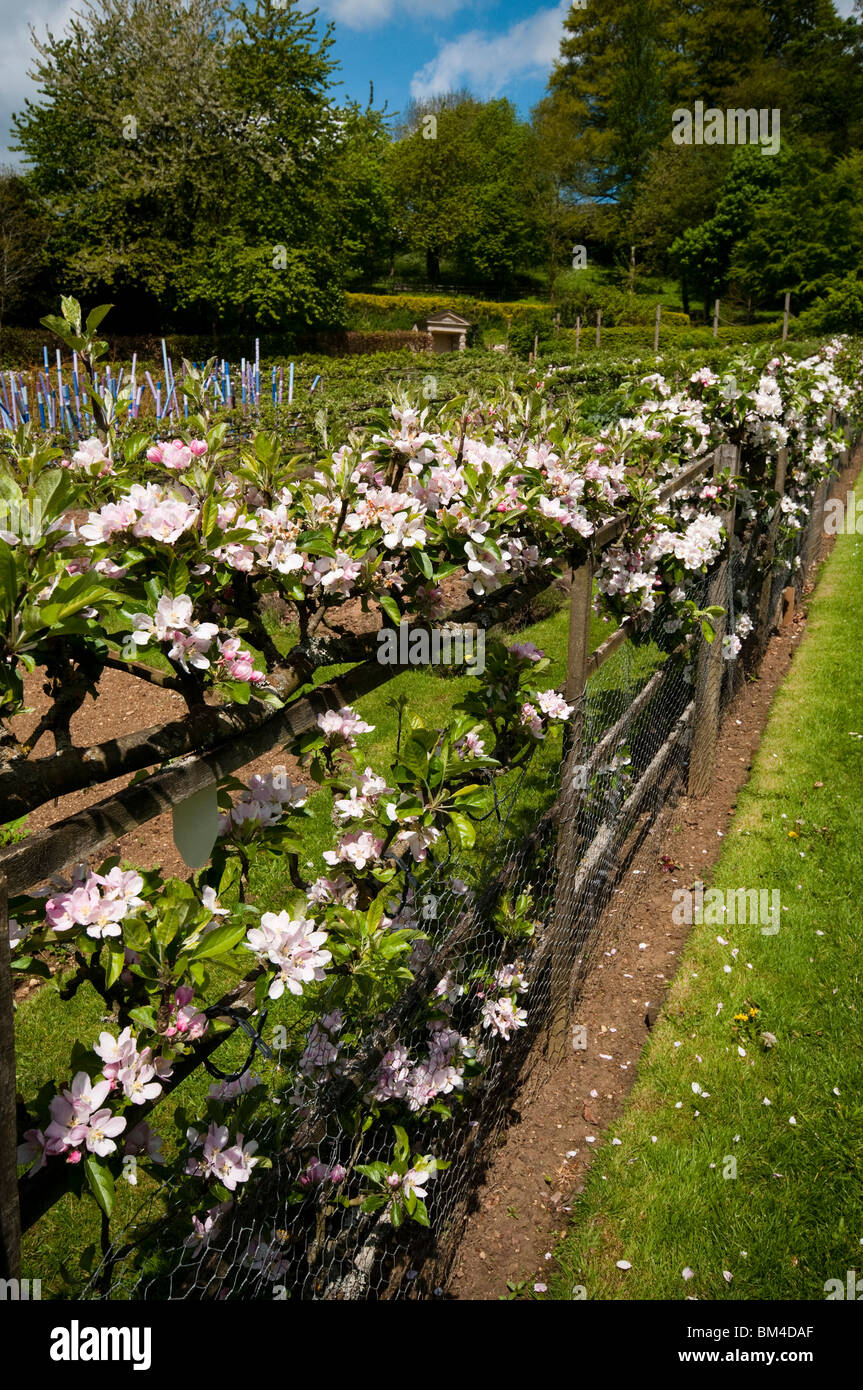 Espaliered apple trees hi-res stock photography and images - Alamy