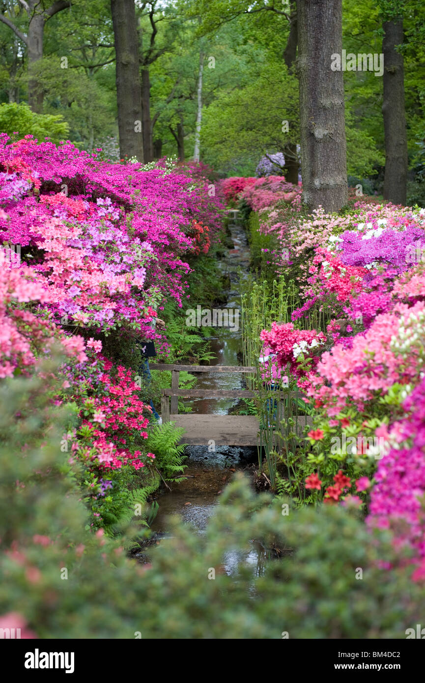 Azaleas azalea isabella plantation hi-res stock photography and images ...