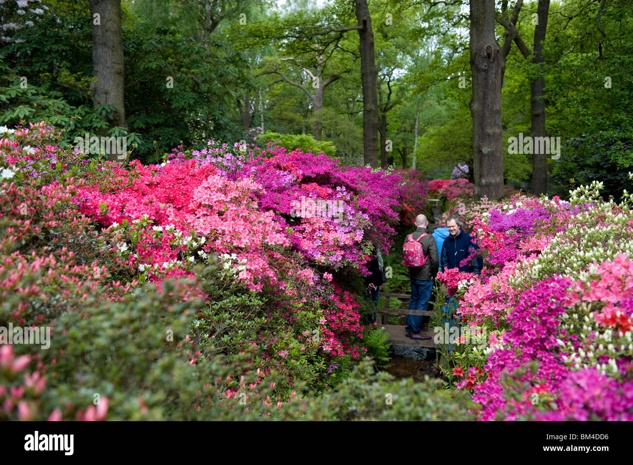 Visitors enjoying the Azaleas in bloom in the Isabella plantation ...