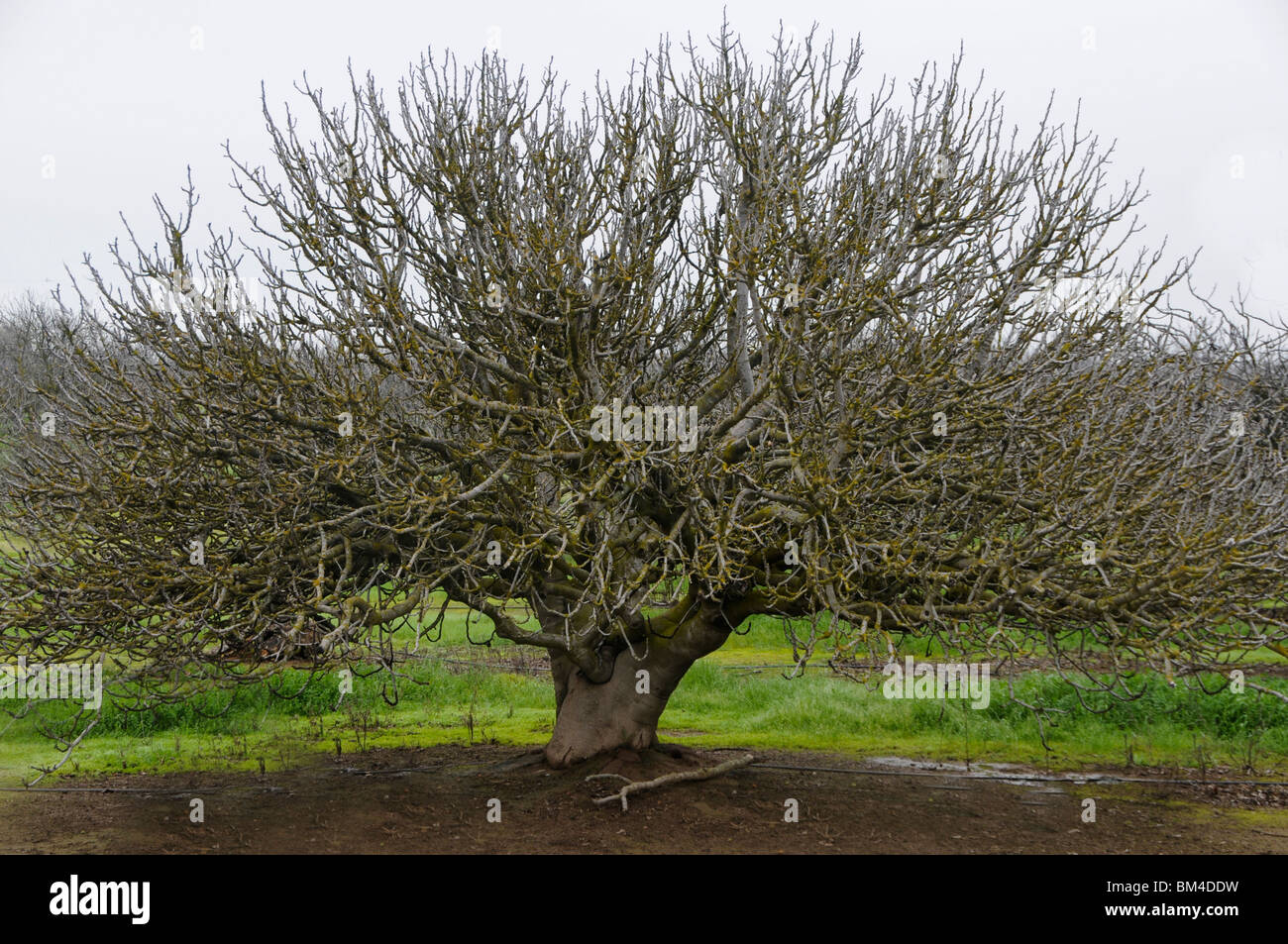 Fig Tree Growing in Field Stock Photo - Alamy