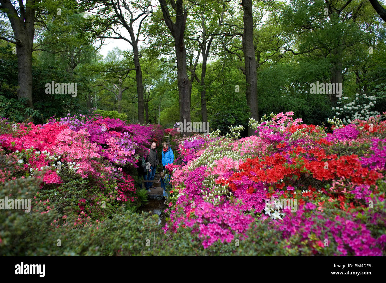 Azaleas in bloom in the Isabella plantation in Richmond Park, London ...