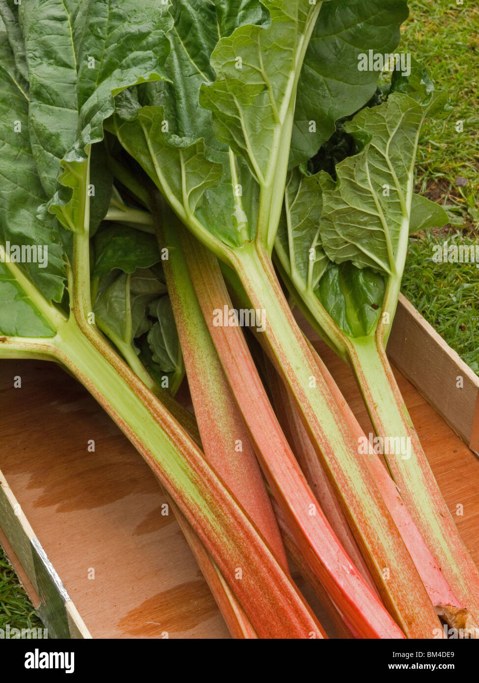 Rhubarb hi-res stock photography and images - Alamy