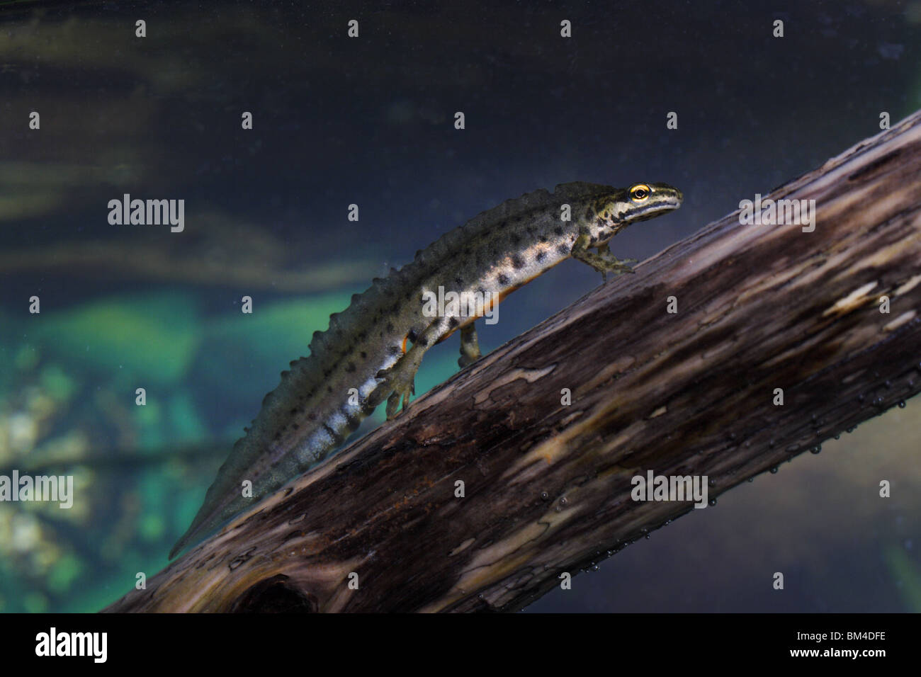 Teichmolch, Molch, Triturus, vulgaris, Lissotriton, Common, Newt Stock ...