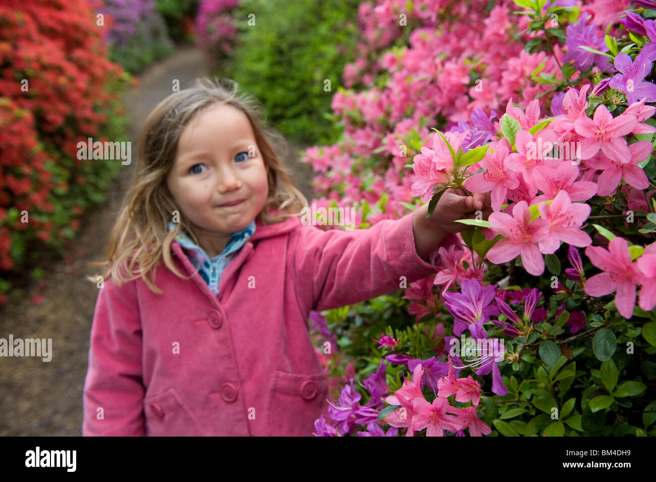 A young girl admires the Azalea flowers in the Isabella Plantation ...