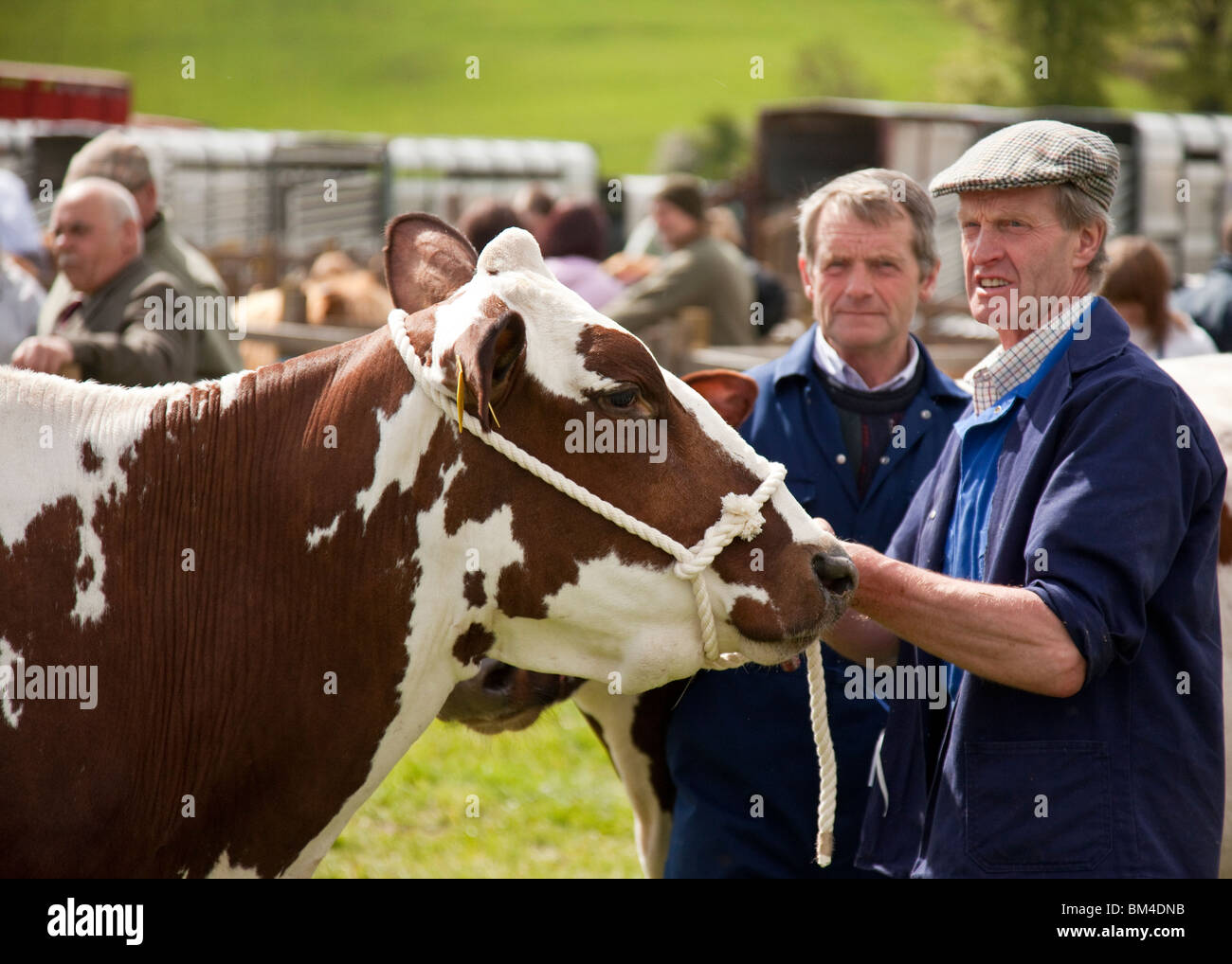 Ayrshire cow hi-res stock photography and images - Alamy
