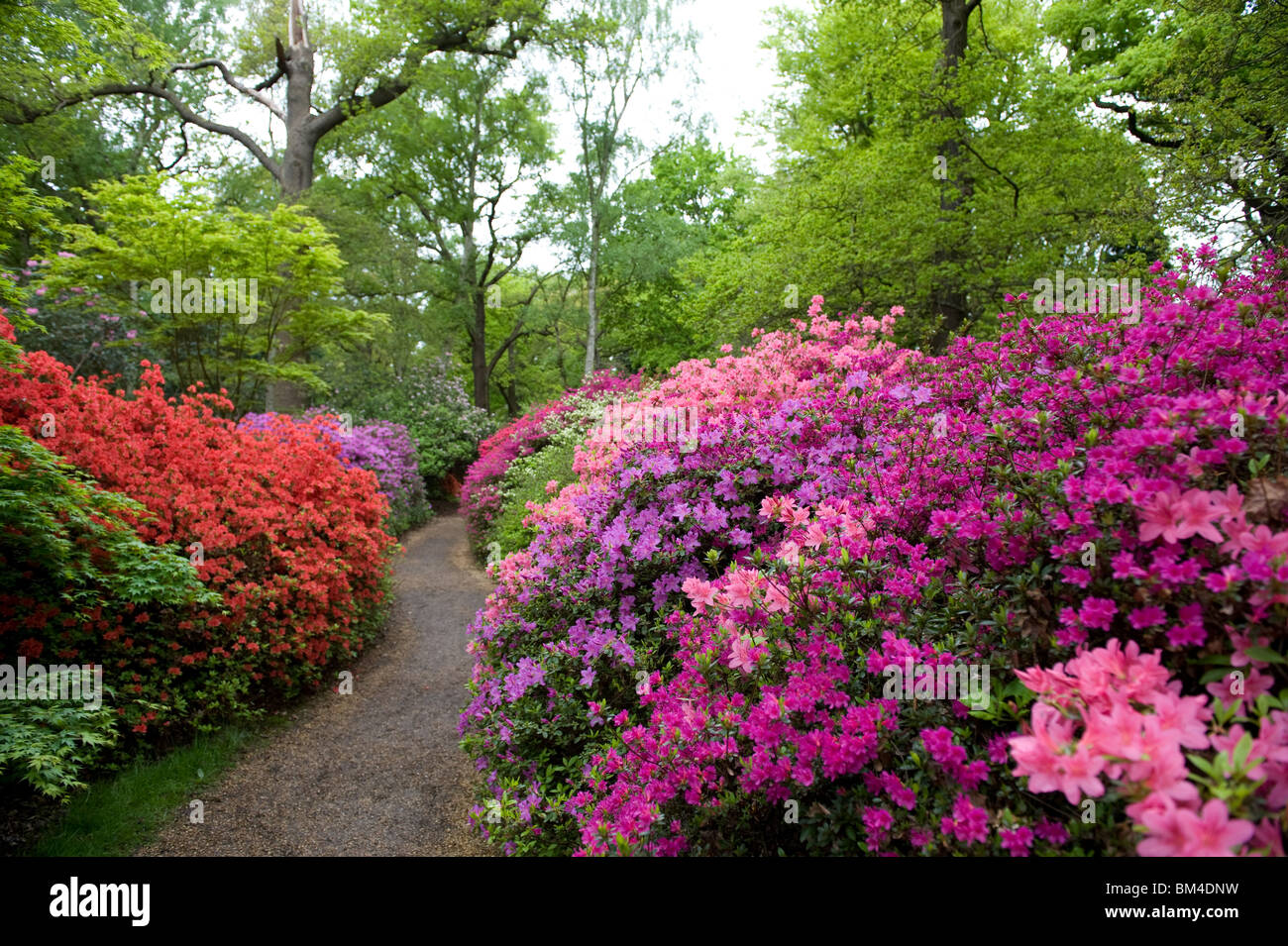 Azaleas azalea isabella plantation hi-res stock photography and images ...