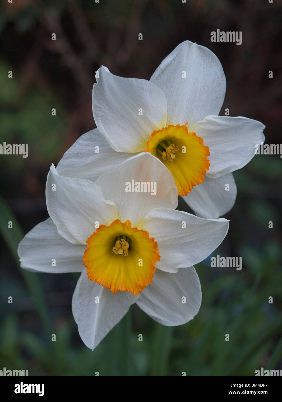 narcissus white daffodil Stock Photo - Alamy