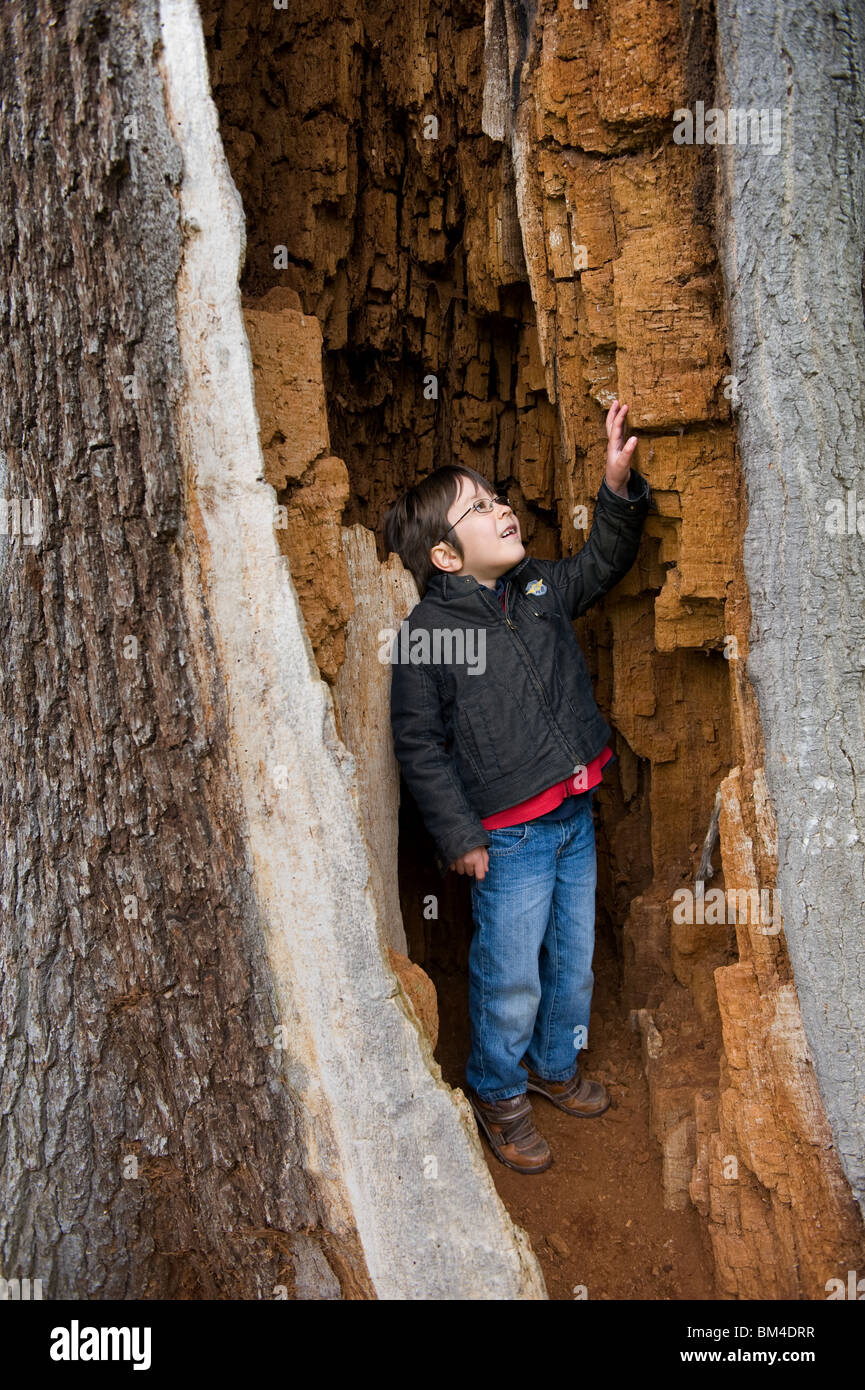 A young boy stands inside the trunk of an old oak tree in Richmond Park ...