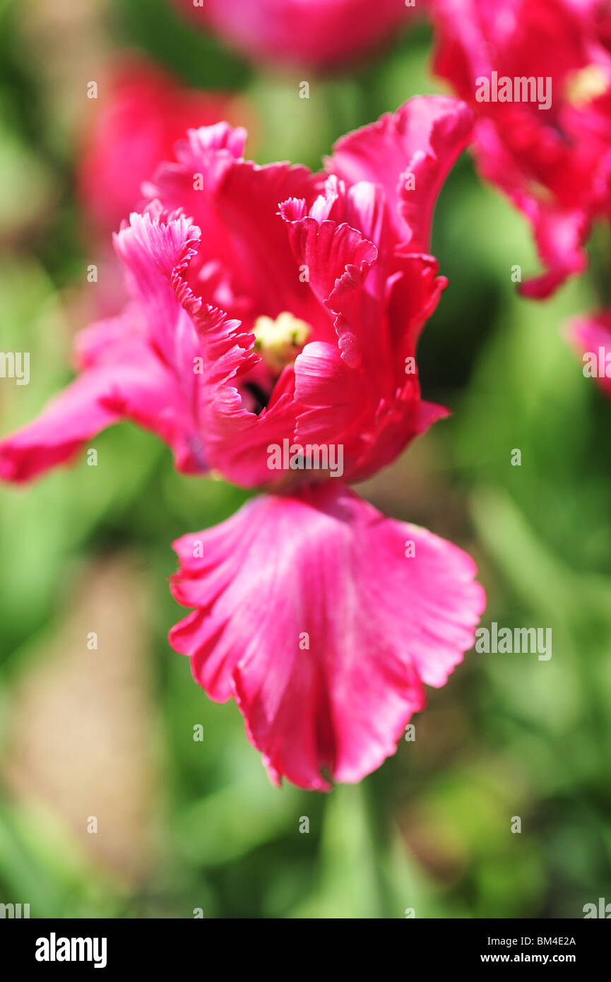 Tulip in park hi-res stock photography and images - Alamy