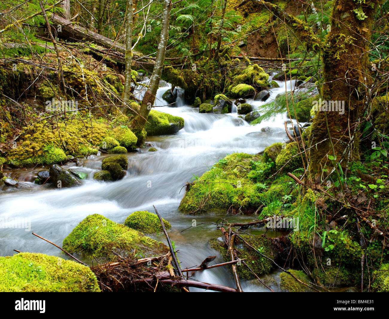 Forest Stream In Oregon Stock Photo - Alamy