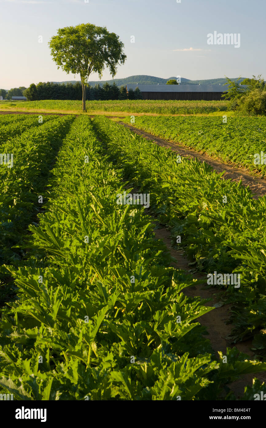 A field of zucchini on a farm in Hadley, Massachusetts Stock Photo - Alamy